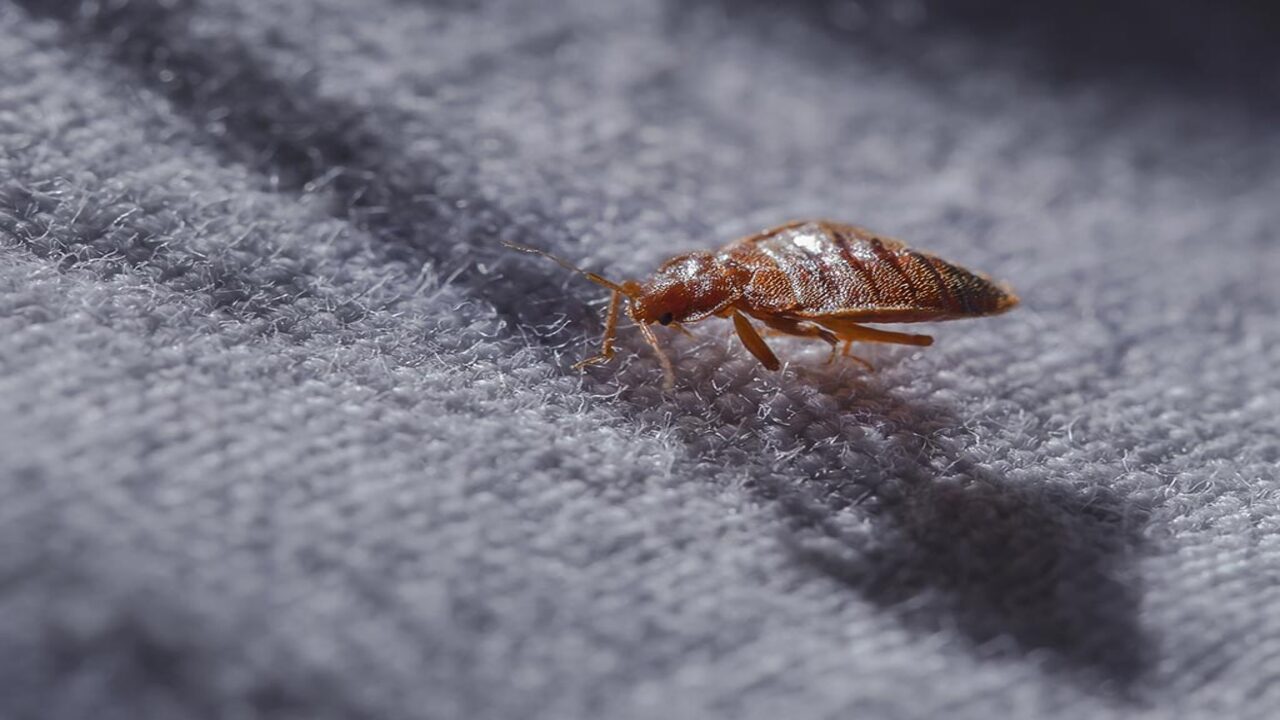 How To Avoid Bed Bugs When Traveling - Amazing 11 Tips